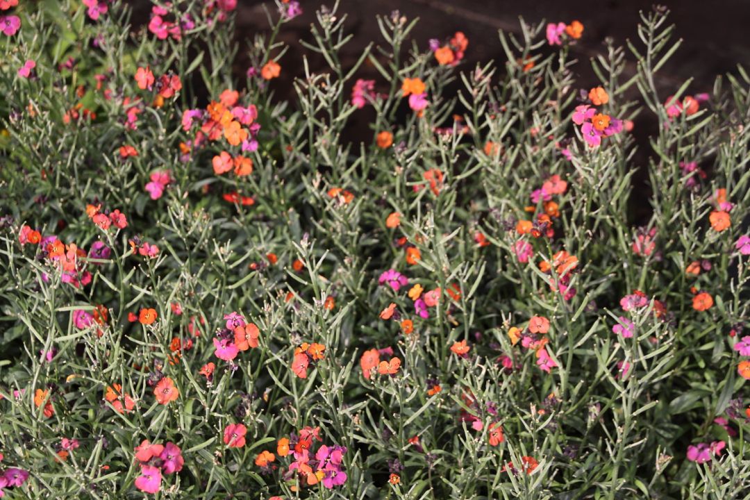 Erysimum 'Red Jep' - Muurbloem, steenraket | De Tuinen van Appeltern