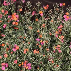 Erysimum 'Red Jep' - Muurbloem, steenraket | De Tuinen van Appeltern