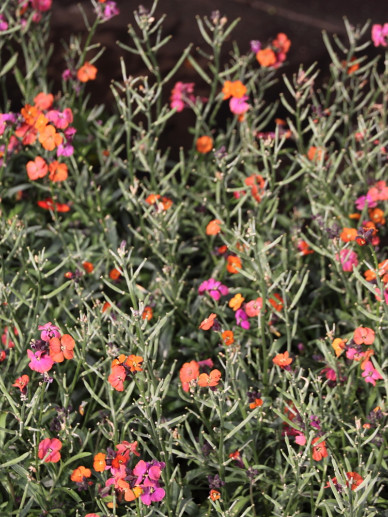 Erysimum 'Red Jep' - Muurbloem, steenraket | De Tuinen van Appeltern