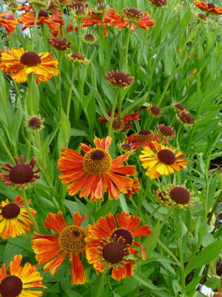 Helenium 'Waltraut' - Zonnekruid | De Tuinen van Appeltern