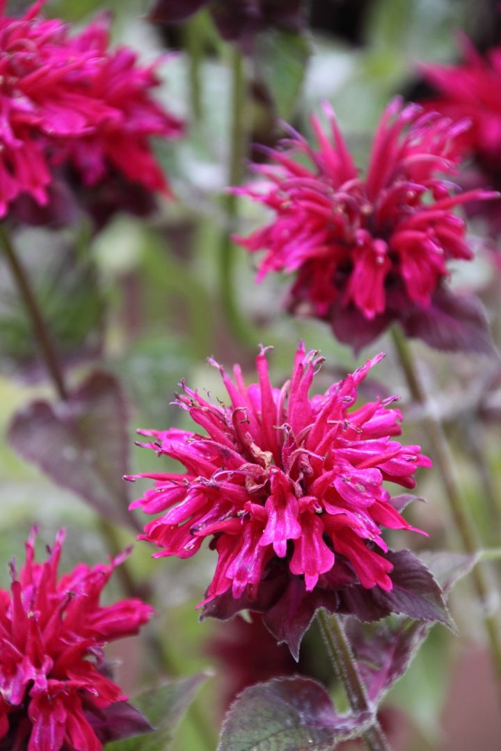 Monarda 'Fireball' - Bergamotplant | De Tuinen van Appeltern