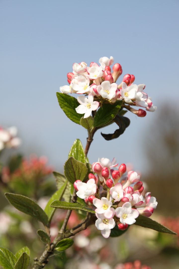 Viburnum burkwoodii 'Mohawk' - Sneeuwbal | De Tuinen van Appeltern