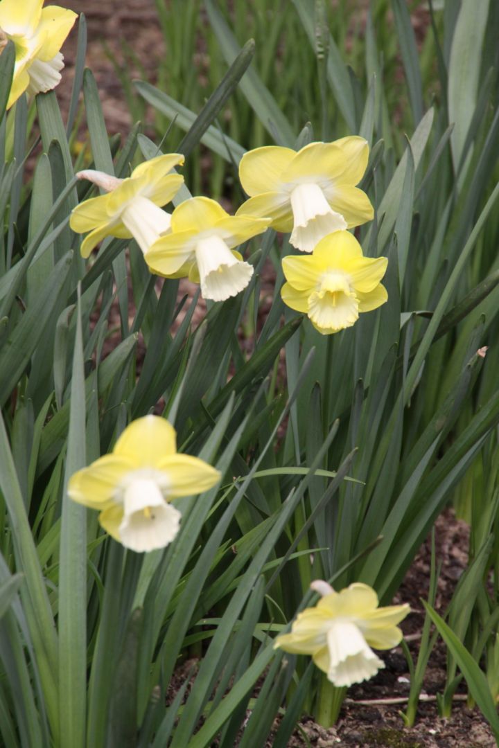 Narcissus 'Pipit' - Narcis | De Tuinen van Appeltern