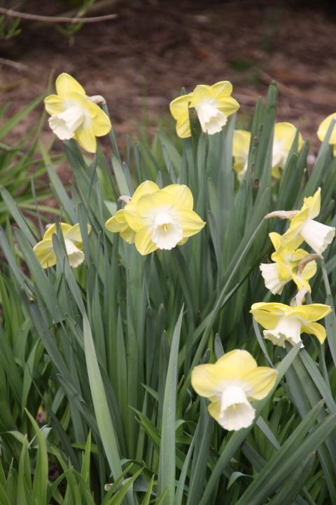 Narcissus 'Pipit' - Narcis | De Tuinen van Appeltern