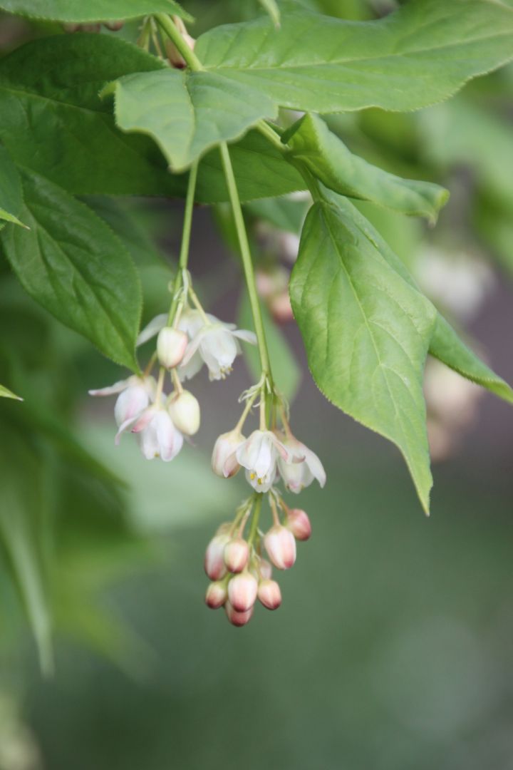 Staphylea pinnata - Pimpernoot | De Tuinen van Appeltern