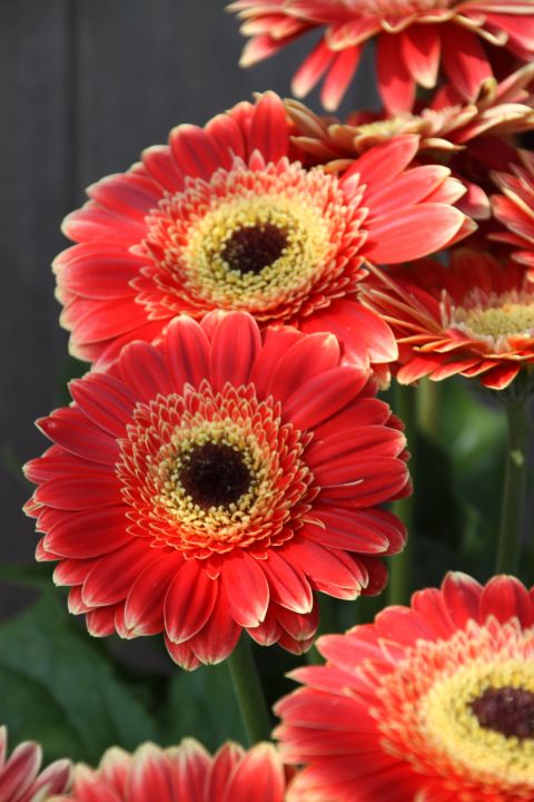 Gerbera - Gerbera | De Tuinen van Appeltern