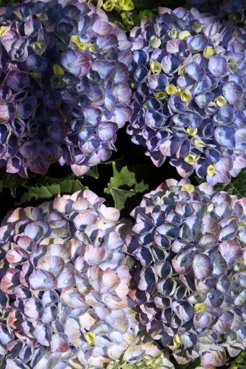 Hydrangea macrophylla 'Magical® Revolution Blue' - Hortensia | De ...