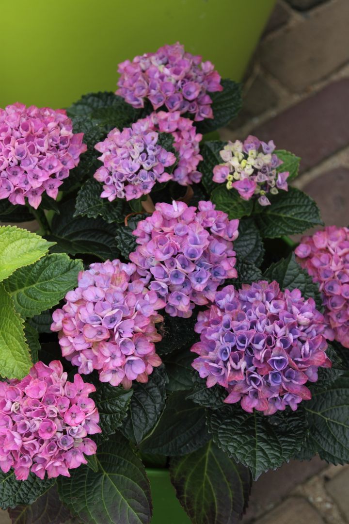 Hydrangea macrophylla 'Magical® Revolution Blue' - Hortensia | De ...