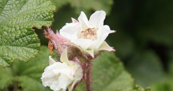 Rubus 'Betty Ashburner' - Braam, sierbraam | De Tuinen van Appeltern