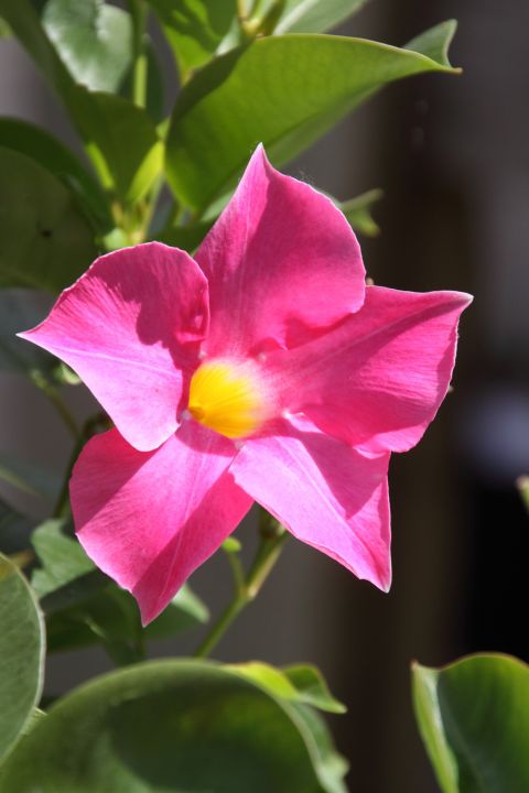 Mandevilla splendens - Mandevilla, dipladenia | De Tuinen van Appeltern