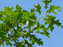 Quercus palustris - Moeraseik | De Tuinen van Appeltern