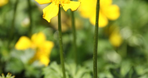 Trollius pumilus - Globebloem | De Tuinen van Appeltern