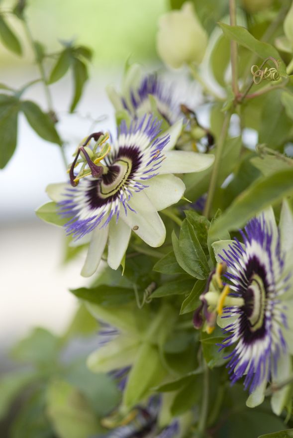 Passiflora caerulea (Blauwe passiebloem, Blaue Passionsblume, Blue ...