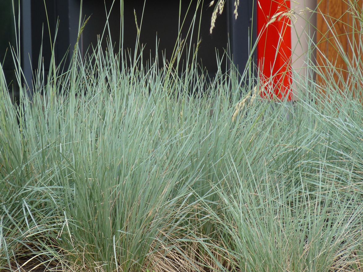 Festuca glauca (Blauw schapengras) | De Tuinen van Appeltern
