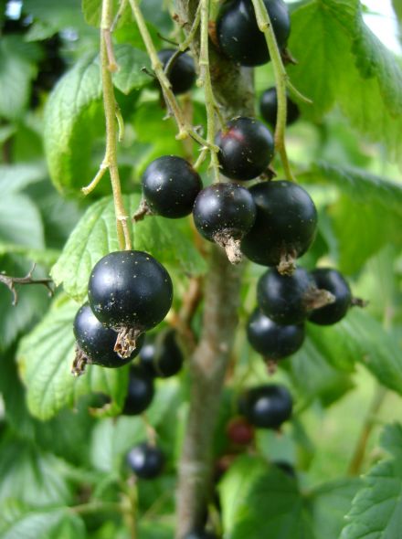 Ribes nigrum 'Black Reward' - Aalbes , Bes, zwart , Zwarte bes | De ...