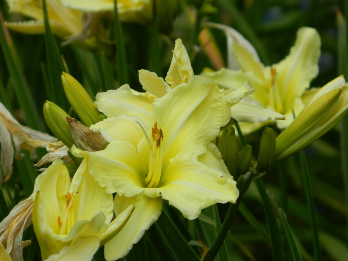 Hemerocallis 'Iron Gate Glacier' (Daglelie) | De Tuinen van Appeltern