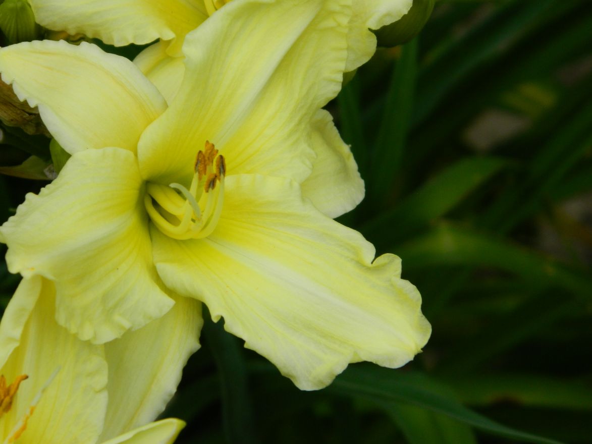 Hemerocallis 'Iron Gate Glacier' (Daglelie) | De Tuinen van Appeltern