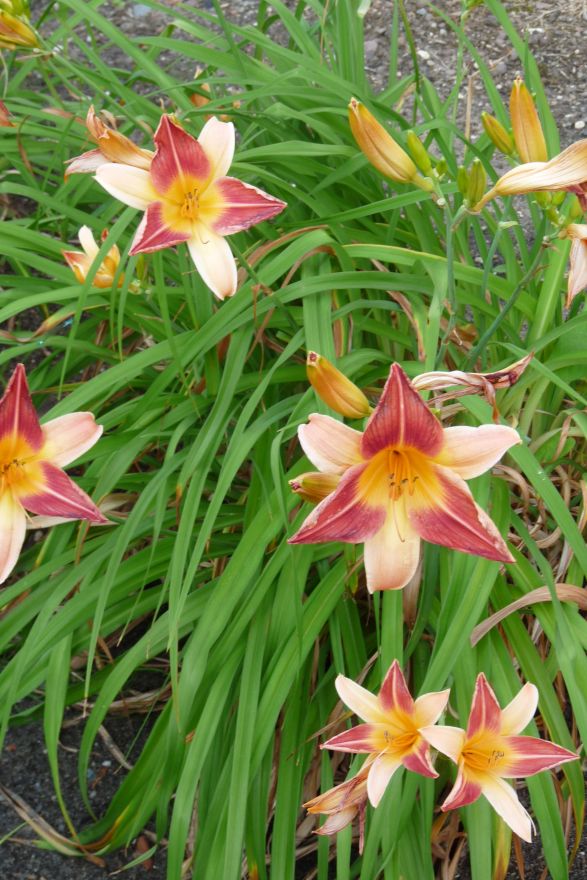 Hemerocallis 'Bold Ruler' (Daglelie) | De Tuinen van Appeltern
