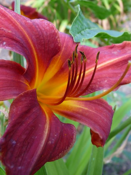 Hemerocallis 'Cherry Cheeks' - Daglelie | De Tuinen van Appeltern