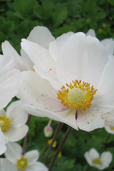 Anemone sylvestris - Anemoon | De Tuinen van Appeltern