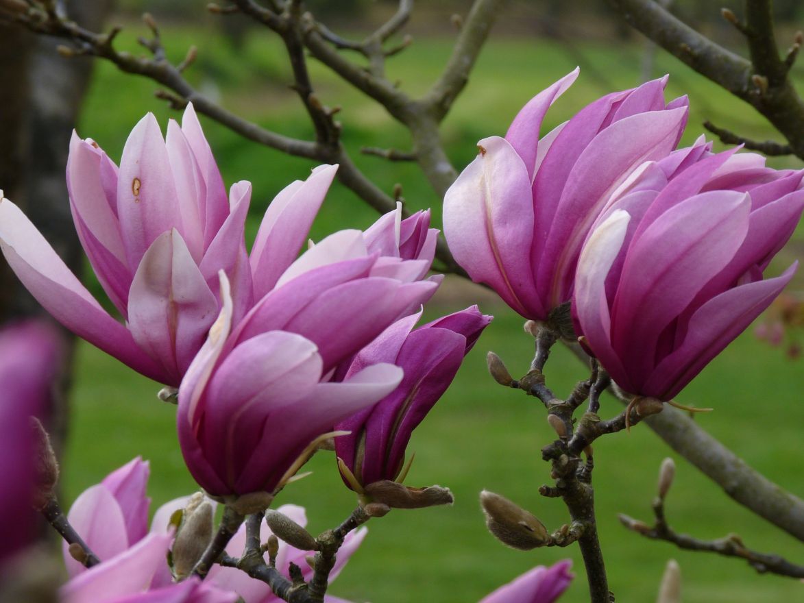 Magnolia 'Ricki' (Beverboom, Valse Tulpenboom) | De Tuinen van Appeltern