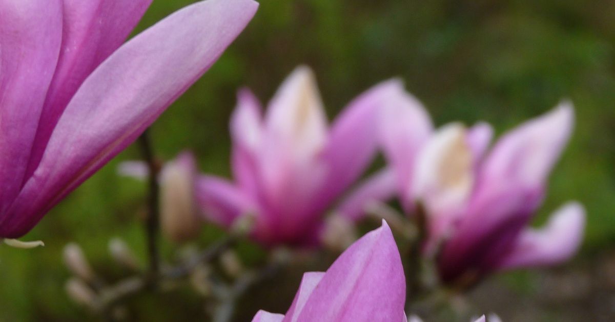 Magnolia 'Ricki' (Beverboom, Valse Tulpenboom) | De Tuinen van Appeltern