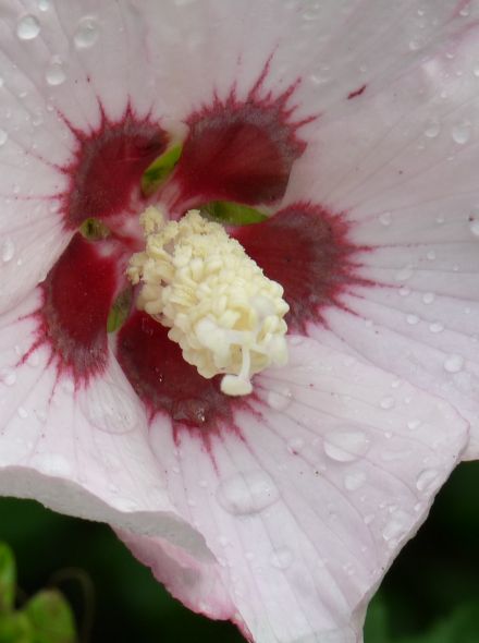 Verzorging van de Hibiscus | De Tuinen van Appeltern