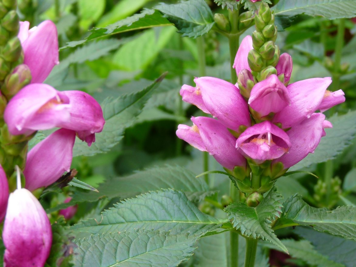 Chelone obliqua (Schildpadbloem) | De Tuinen van Appeltern
