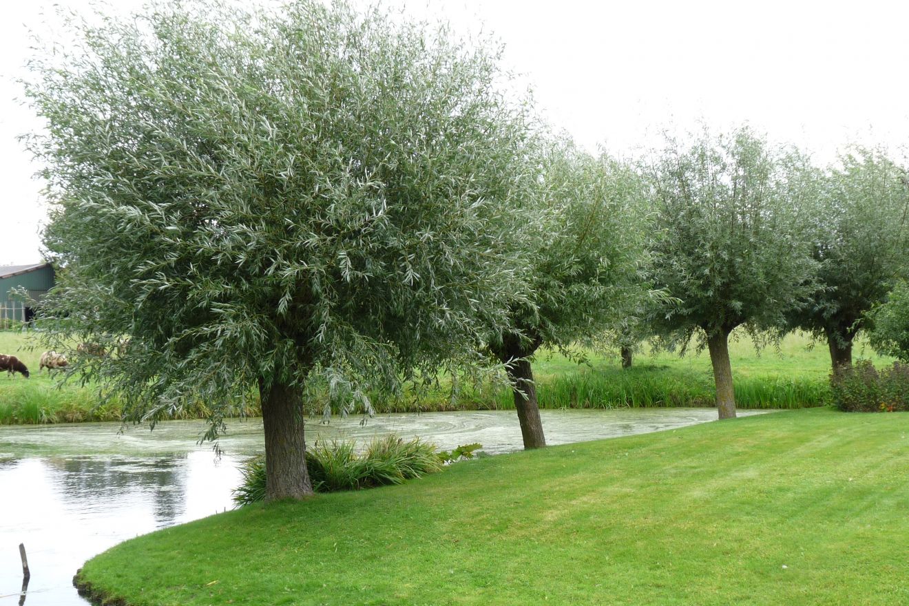 Salix alba (Schietwilg, Knotwilg) | De Tuinen van Appeltern