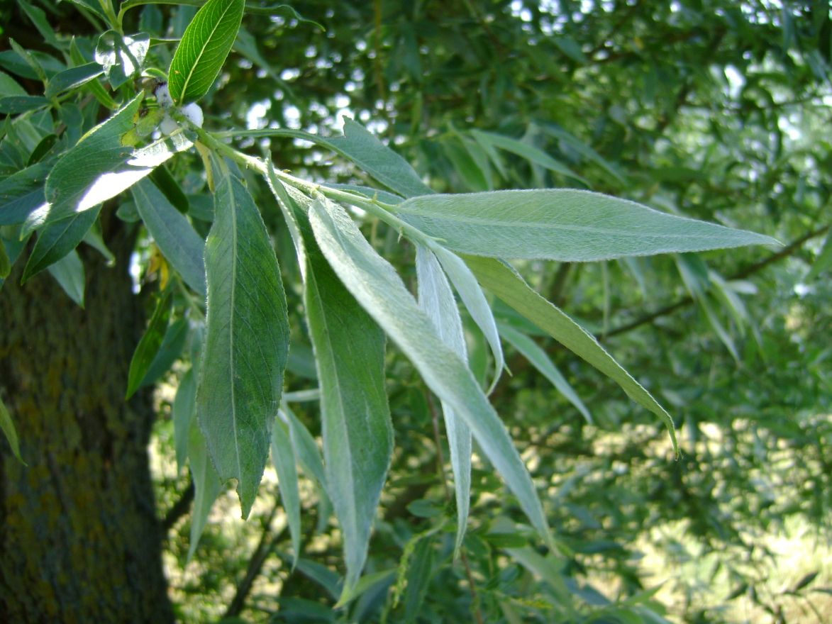 Salix alba (Schietwilg, Knotwilg) | De Tuinen van Appeltern