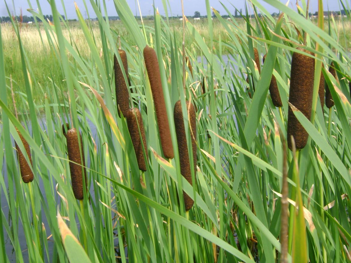 Typha latifolia (Grote Lisdodde) | De Tuinen van Appeltern