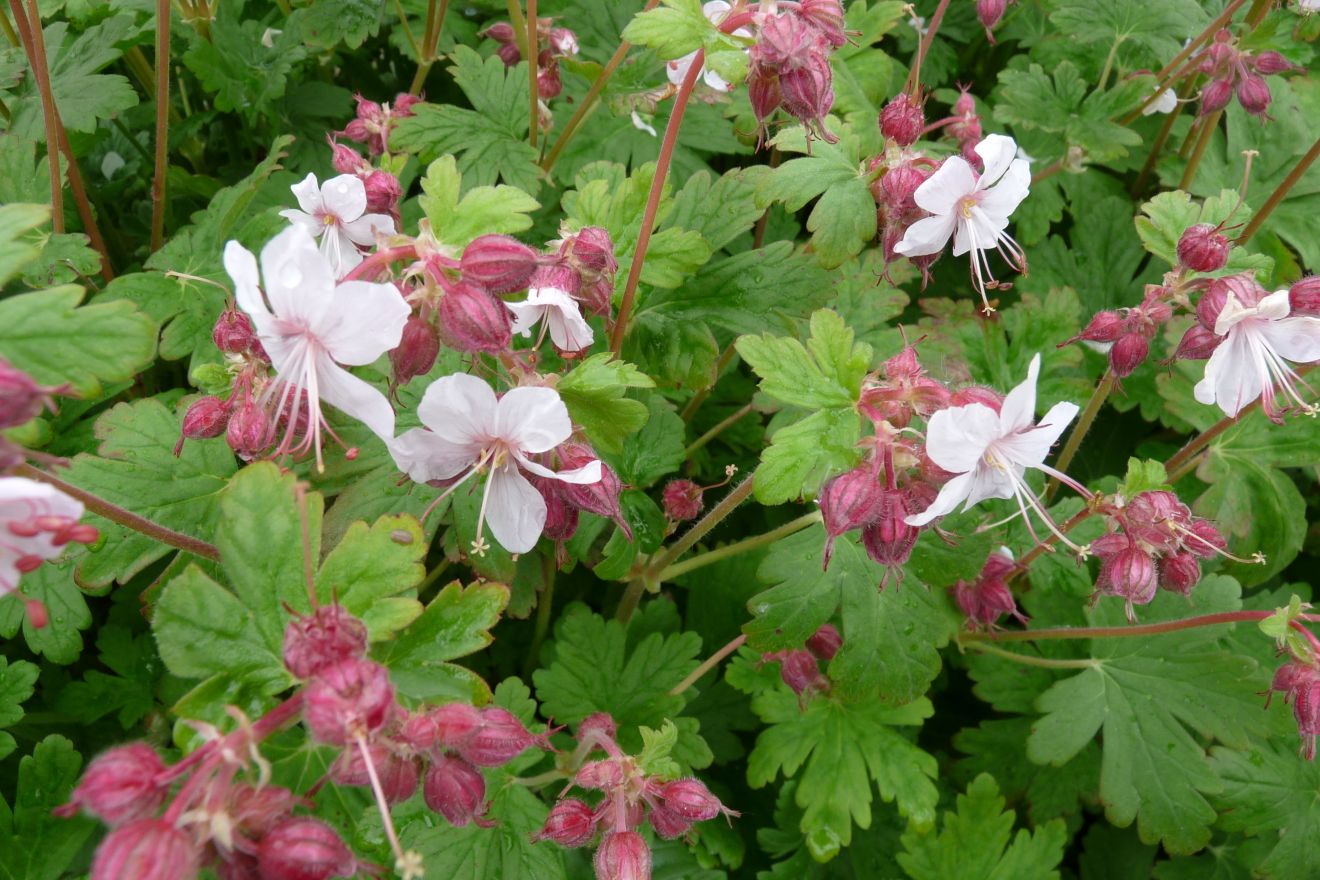 Geranium macrorrhizum 'Spessart' (Ooievaarsbek) | De Tuinen van Appeltern