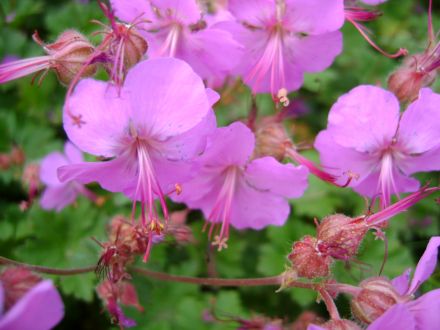 Geranium x cantabrigiense 'Cambridge' - Ooievaarsbek | De Tuinen van ...