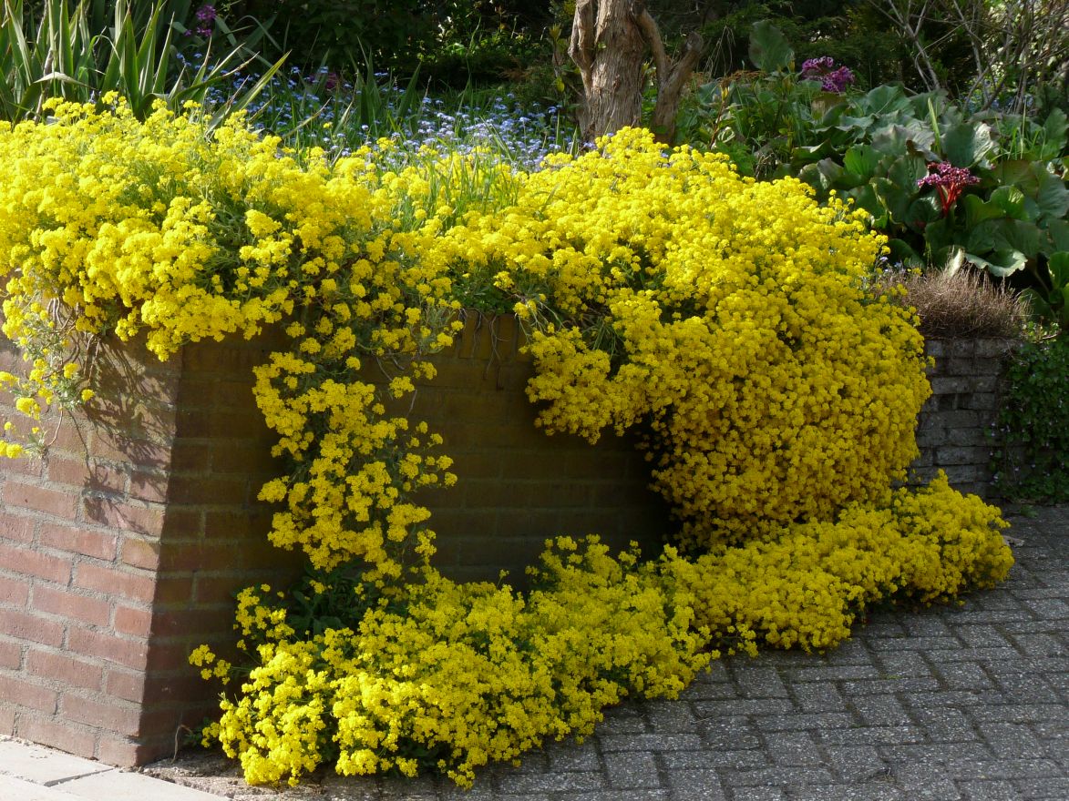 Aurinia saxatilis (Schildzaad, Alyssum saxatile) | De Tuinen van Appeltern