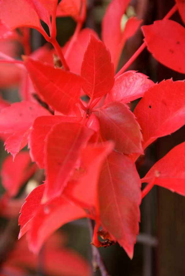 Parthenocissus henryana (Chinese wilde wingerd, Chinese wingerd) | De ...