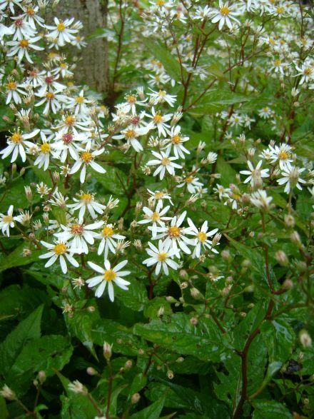 Aster divaricatus - Sneeuwster-aster | De Tuinen van Appeltern