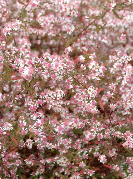 Aster thomsonii - Herfstaster | De Tuinen van Appeltern