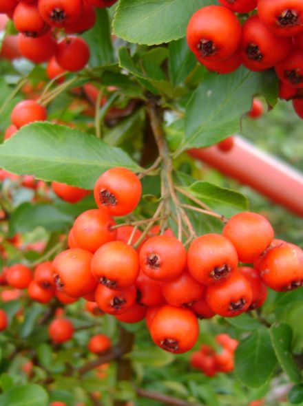 Pyracantha coccinea 'Red Cushion' - Vuurdoorn | De Tuinen van Appeltern