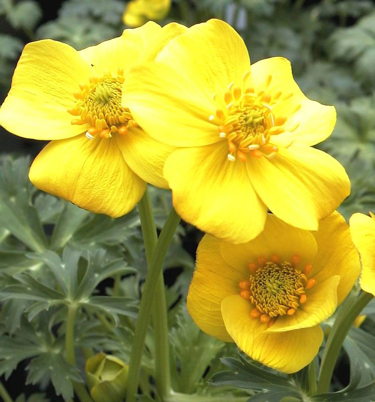Trollius pumilus (Globebloem) | De Tuinen van Appeltern