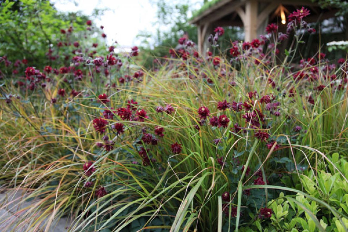 Aquilegia vulgaris 'Ruby Port' (Akelei) | De Tuinen van Appeltern