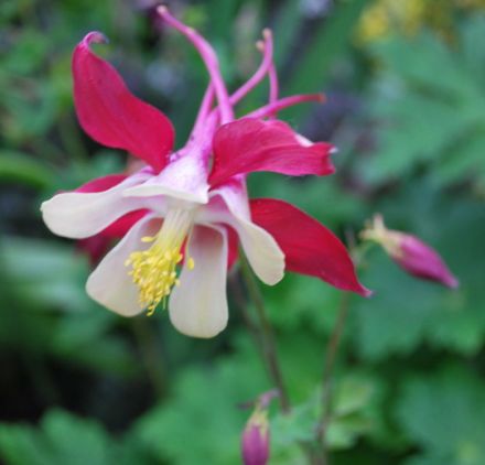 Aquilegia Mrs. Scott Elliott Hybrids - Akelei | De Tuinen van Appeltern