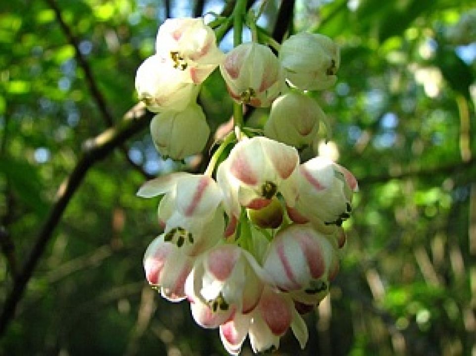 Staphylea pinnata - Pimpernoot | De Tuinen van Appeltern