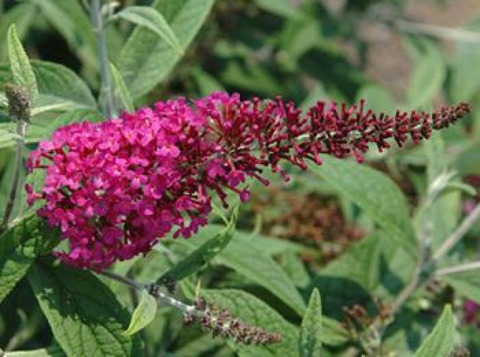 Buddleja 'Miss Ruby' - Vlinderstruik | De Tuinen van Appeltern