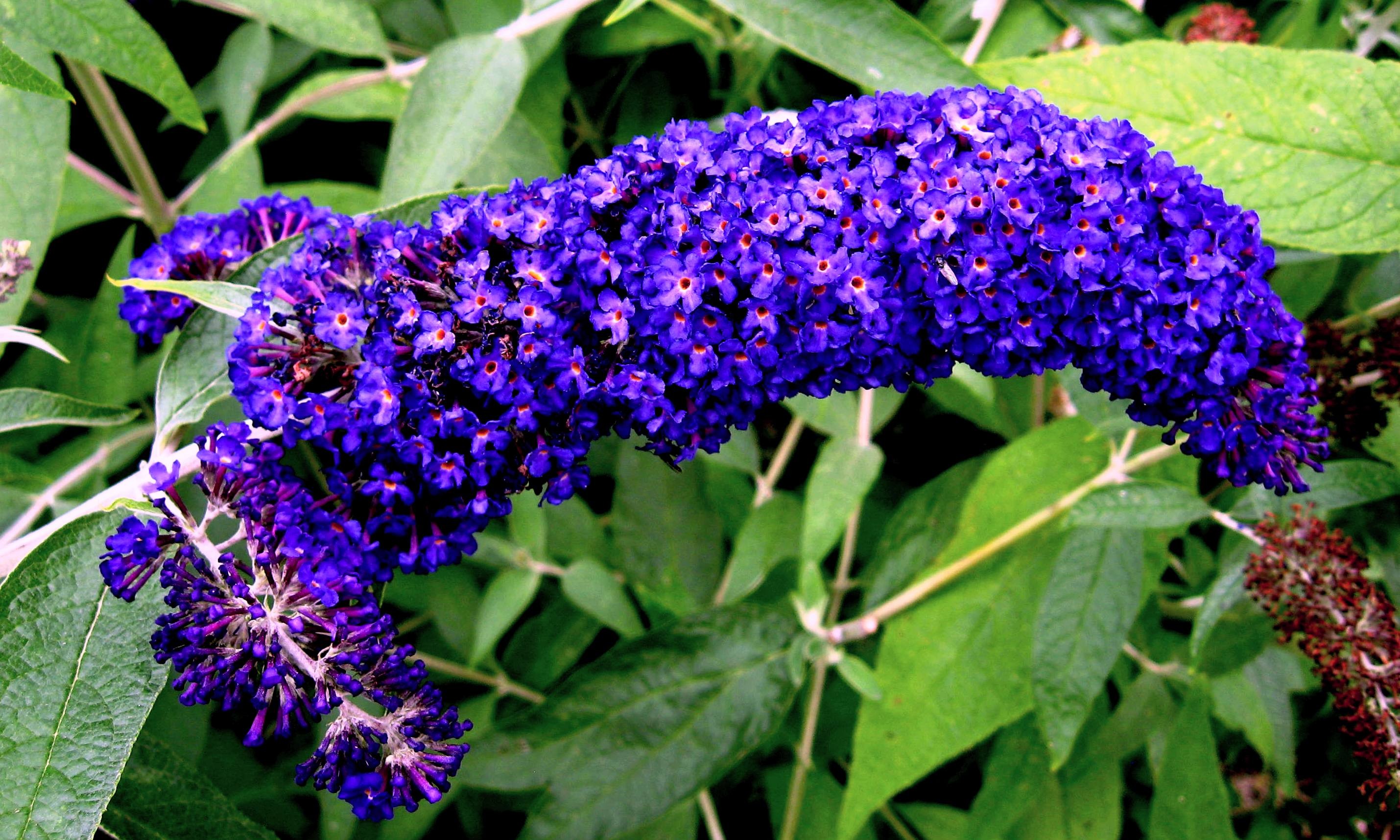 Buddleja davidii 'Adonis Blue' (='Adokeep') - Vlinderstruik - De Tuinen ...