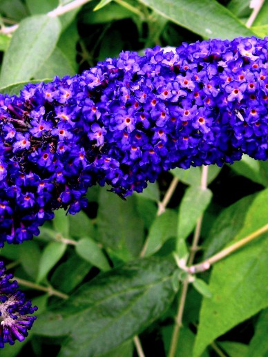 Buddleja davidii 'Adonis Blue' (='Adokeep') - Vlinderstruik | De Tuinen ...