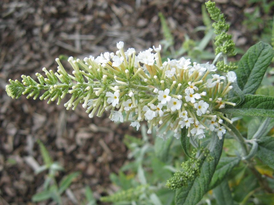Buddleja 'White Ball' - Vlinderstruik | De Tuinen van Appeltern
