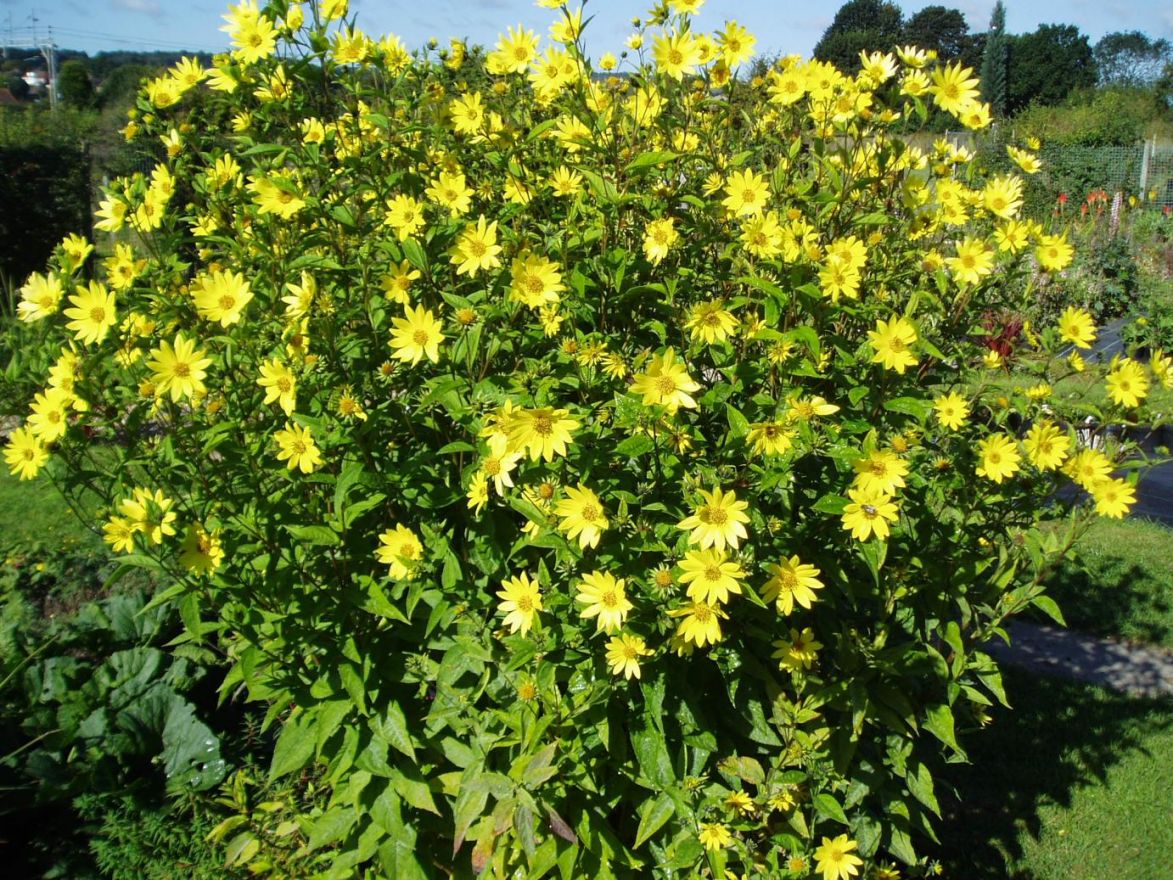 Helianthus 'Lemon Queen' (Zonnebloem) | De Tuinen van Appeltern