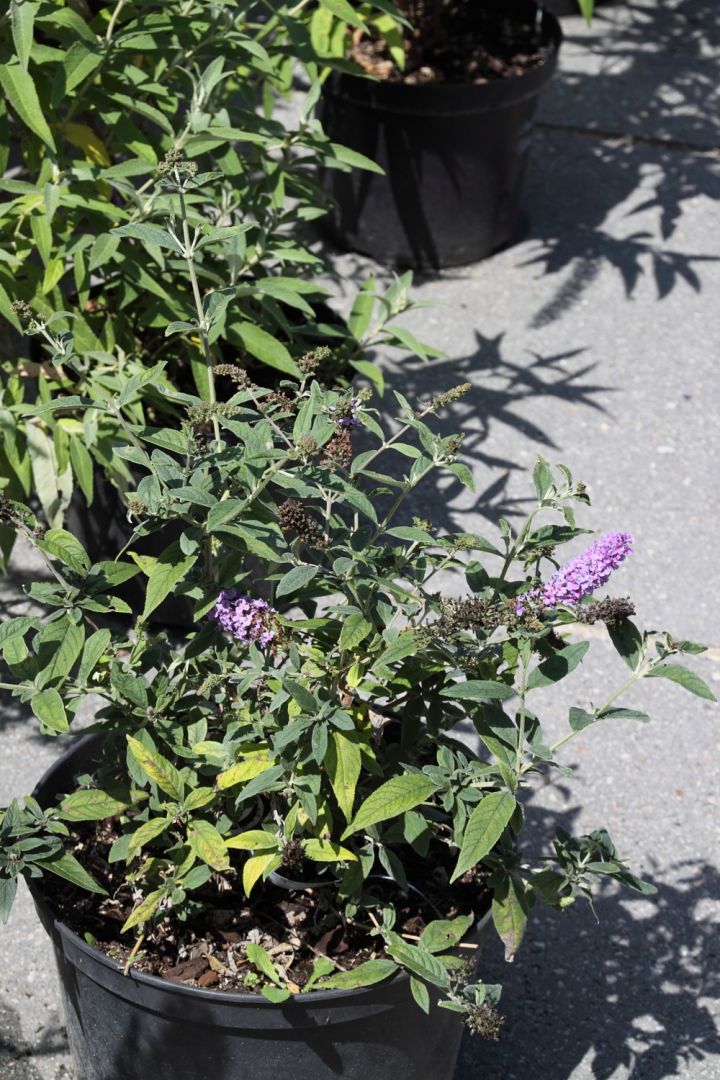 Buddleja 'Lilac Chip' - Vlinderstruik | De Tuinen van Appeltern