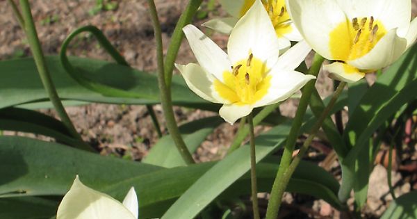Tulipa turkestanica - Tulp | De Tuinen van Appeltern