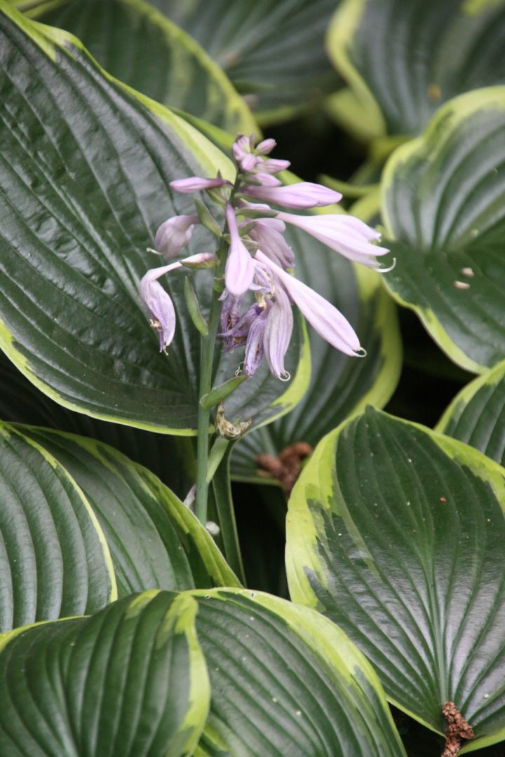 Hosta montana 'Aureomarginata' - Hartlelie | De Tuinen van Appeltern